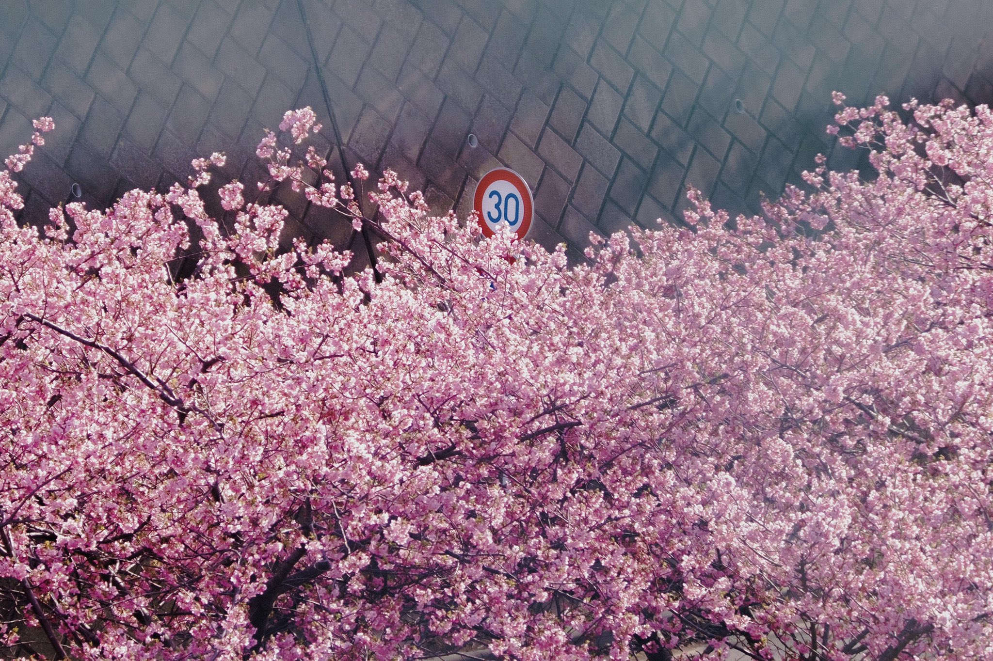 sanamaru. on Twitter: "Sakura snap. https://t.co/tdAvC7pkYf" / Twitter