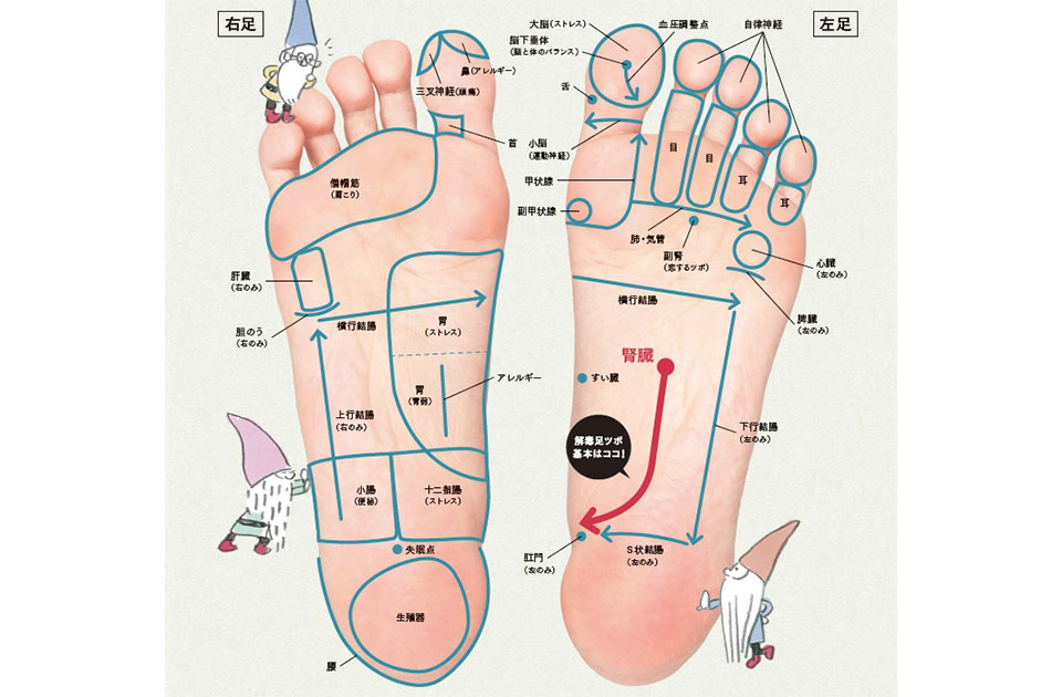 ananweb on Twitter: "ダイエットに超いい！ 【決定版】「便秘、解毒、冷え、むくみ etc…」のツボ19選 - まとめ構成・小田原みみ https://t.co ...