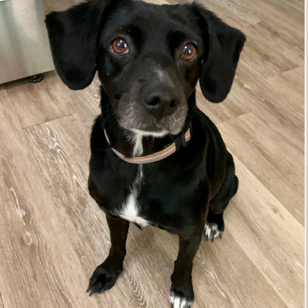 Beagle Black Lab Mix Puppies
