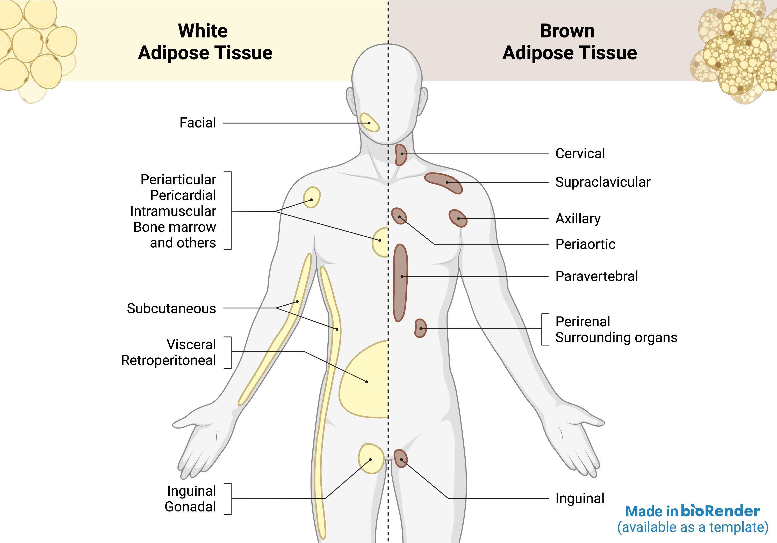 Brown Adipose Tissue