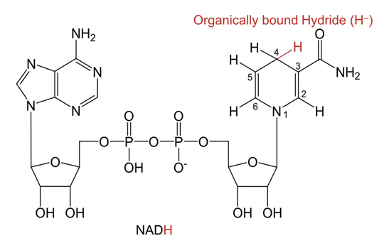 Nadh Molecule
