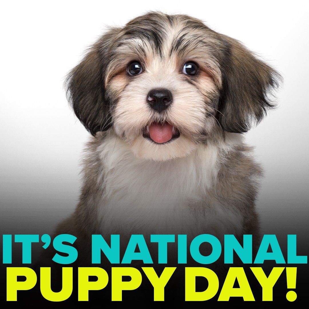 Is Todays Puppy Day 2019