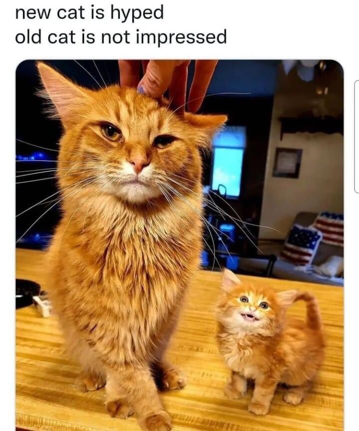 Not Impressed Cat Face