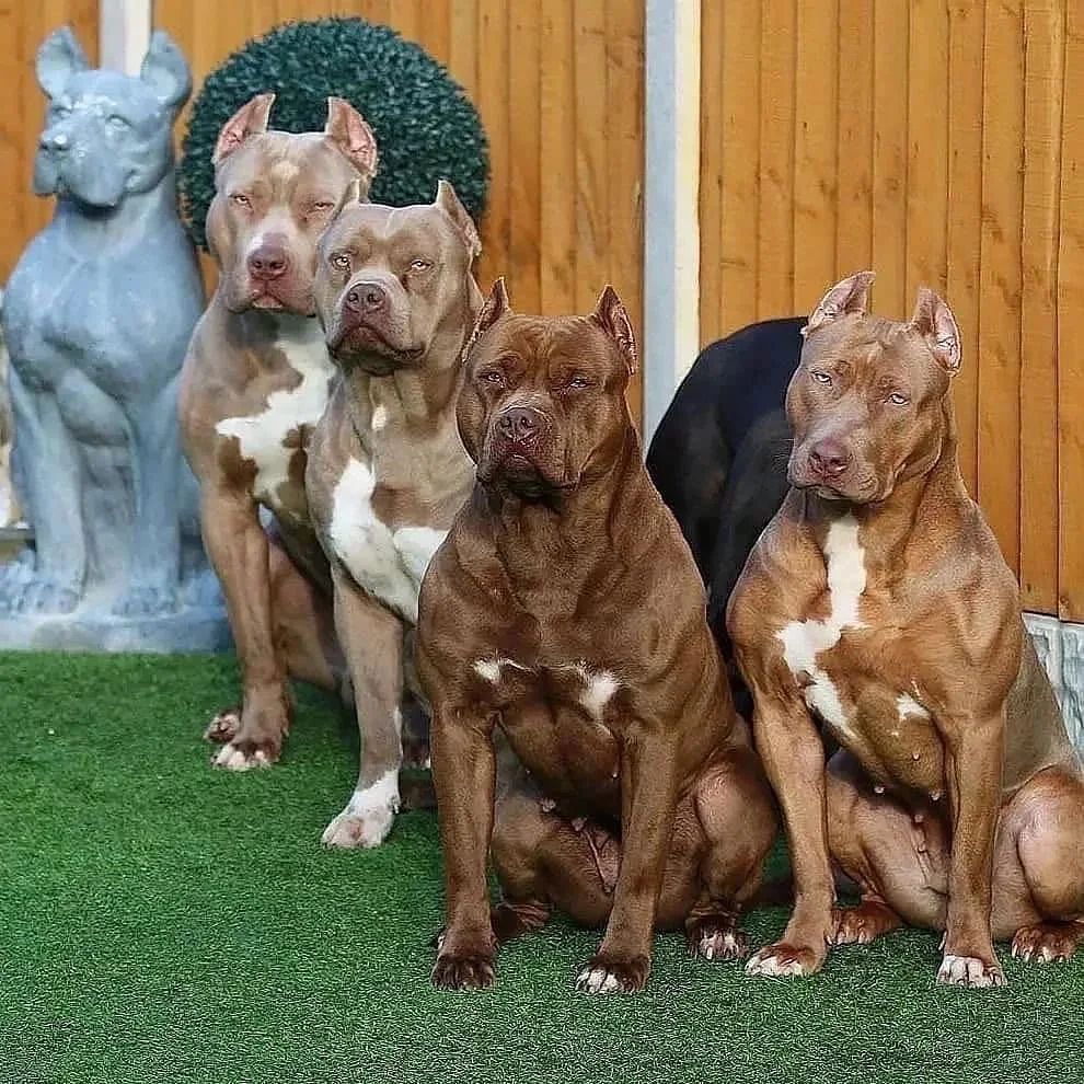 What Dog Group Is A Pitbull