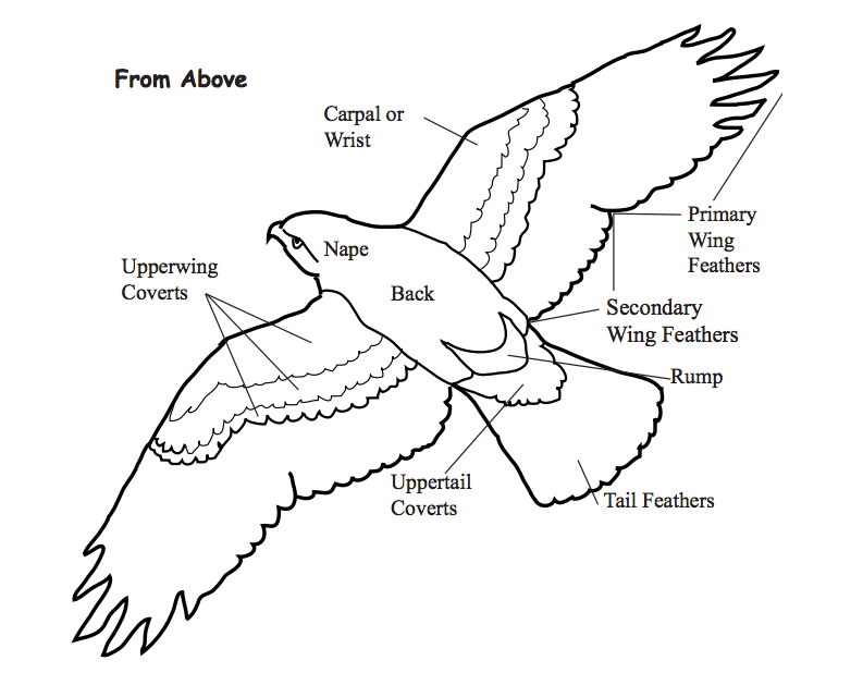 Labeled Body Parts Of A Hawk