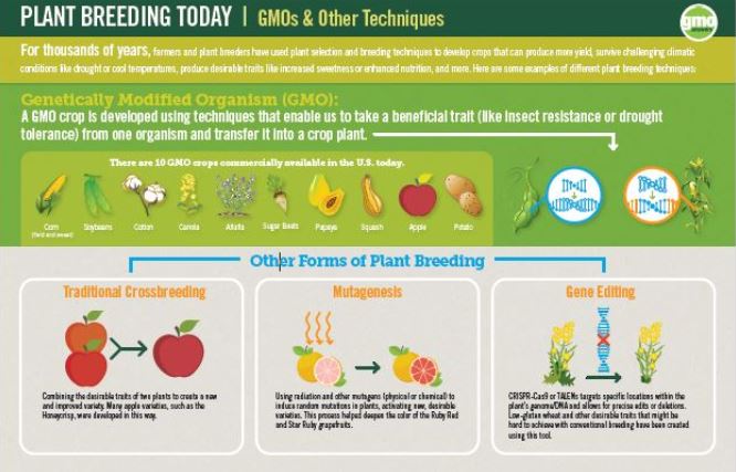 Crossbreeding Plants Essential Guide To Spider Plant Care And
