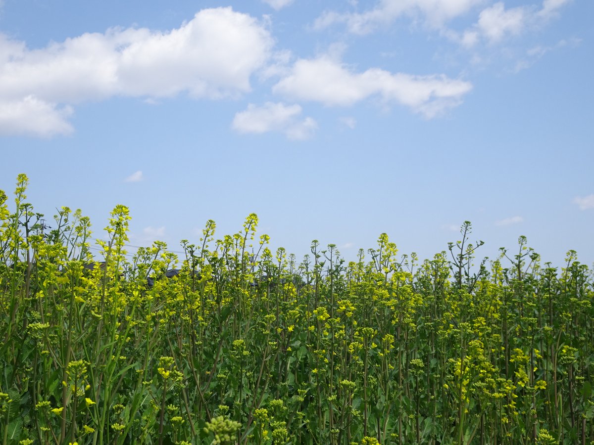 Ruby & Emmeline on Twitter: "長草町の菜の花 青空と菜の花。ちょっと雲がでてきてイマイチなので、またチャレンジする。 #大府市 https://t.co ...