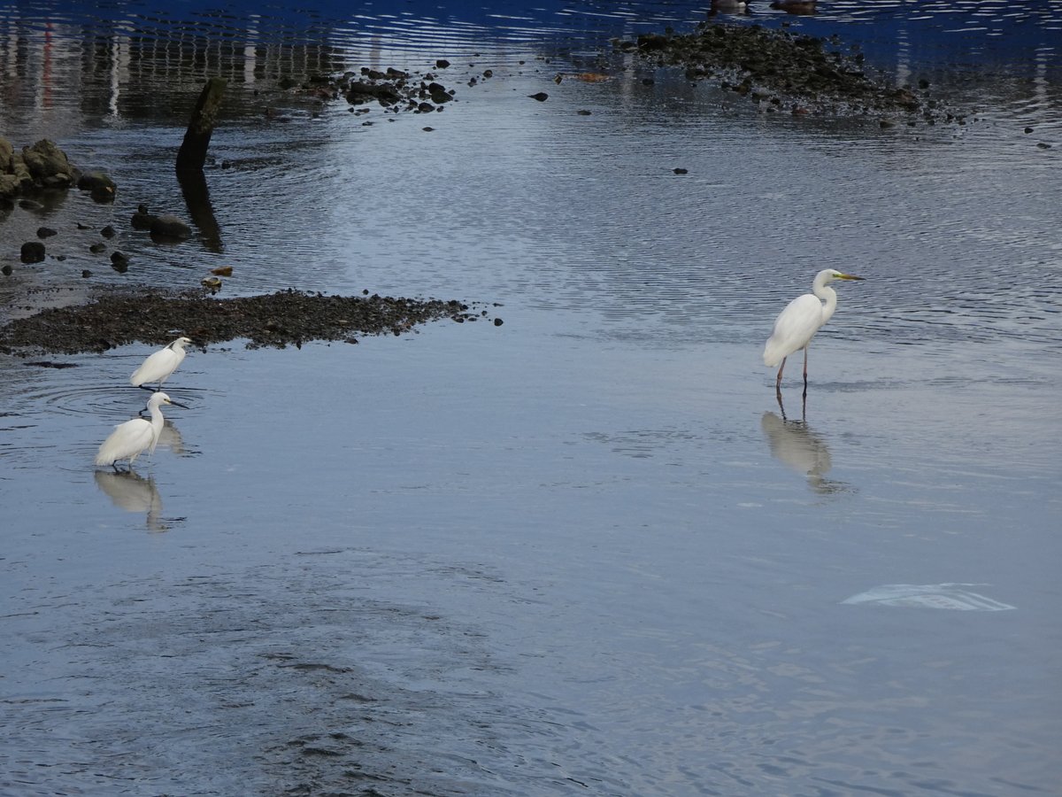 Ruby & Emmeline on Twitter: "3/20 14:56 北川の野鳥 その2 こっちにはチュウサギとコサギ。 #尾鷲市 https://t.co/PFb7UJkUP6 ...