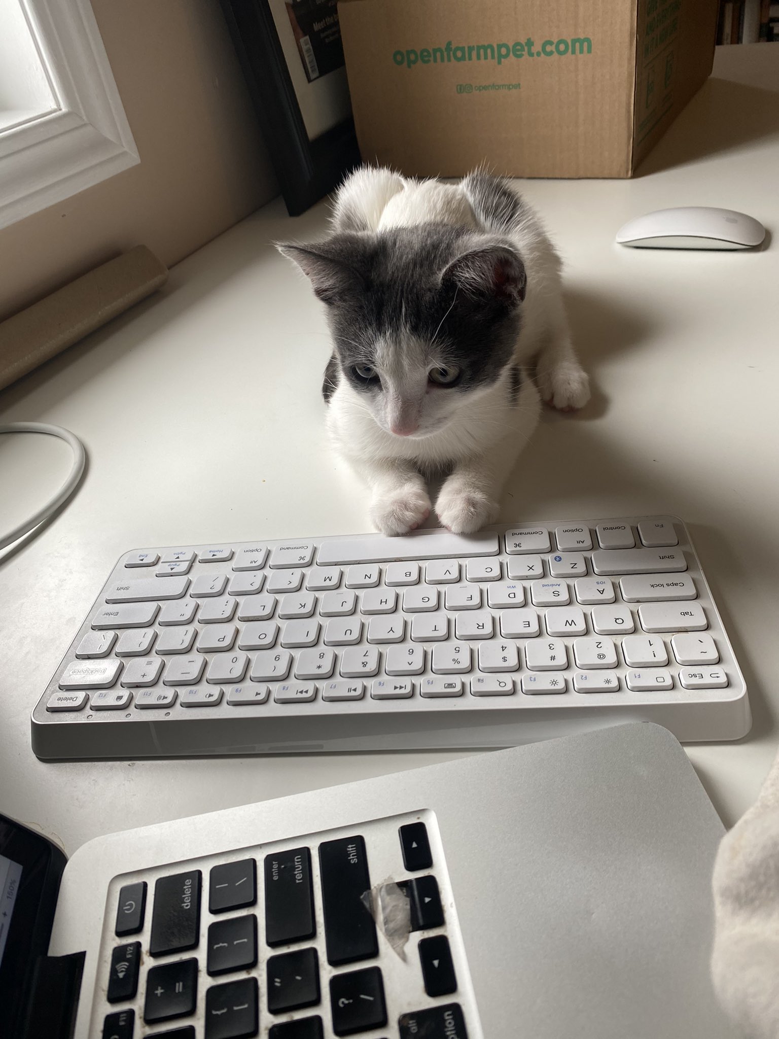 Kitten Typing