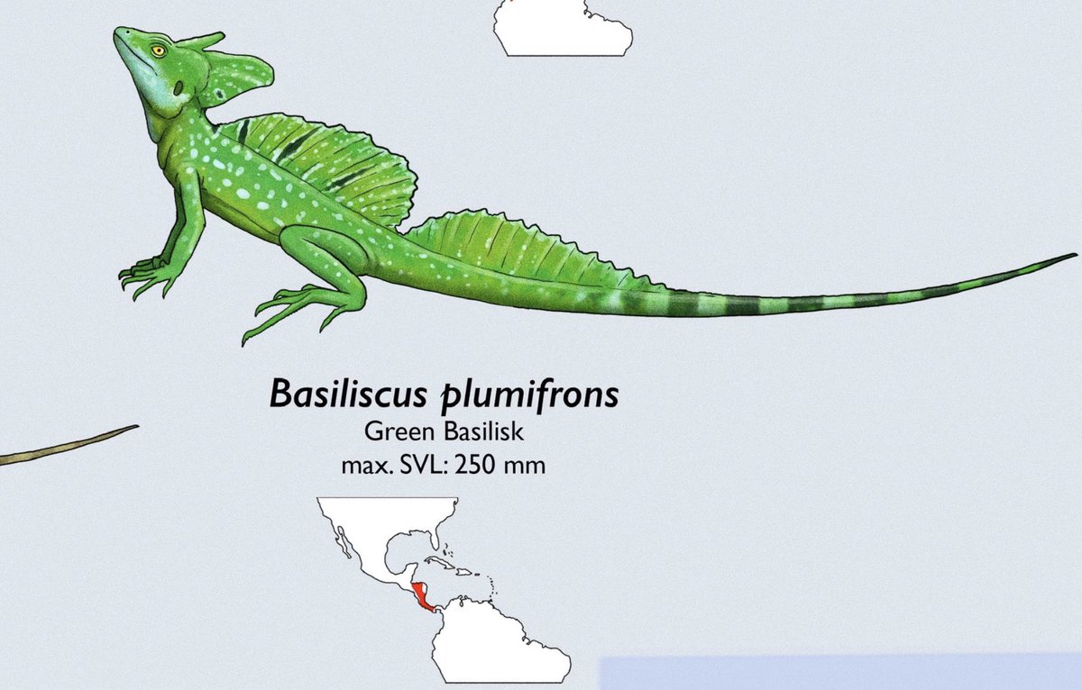 Green Basilisk Lizard Drawing