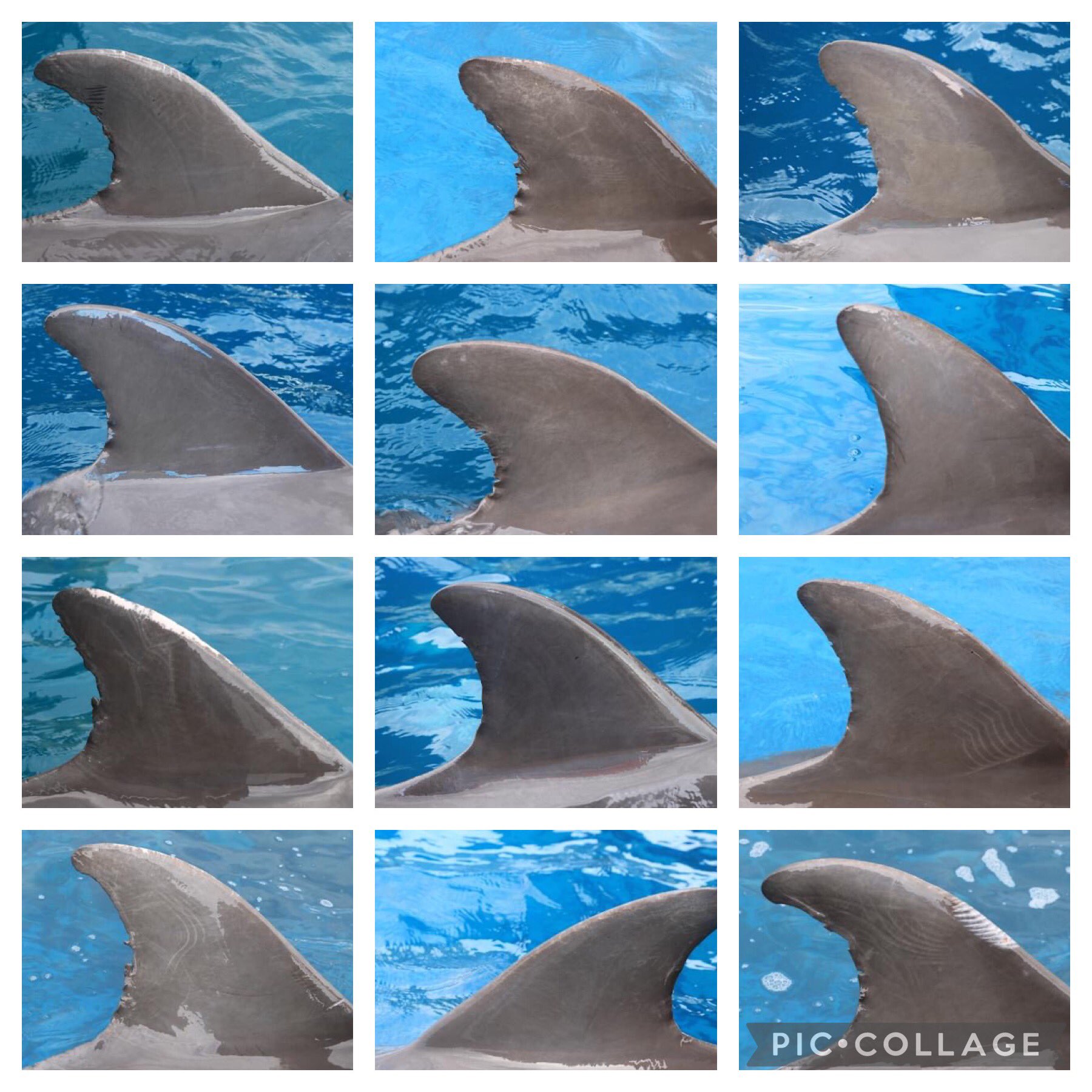 Dolphin Fin