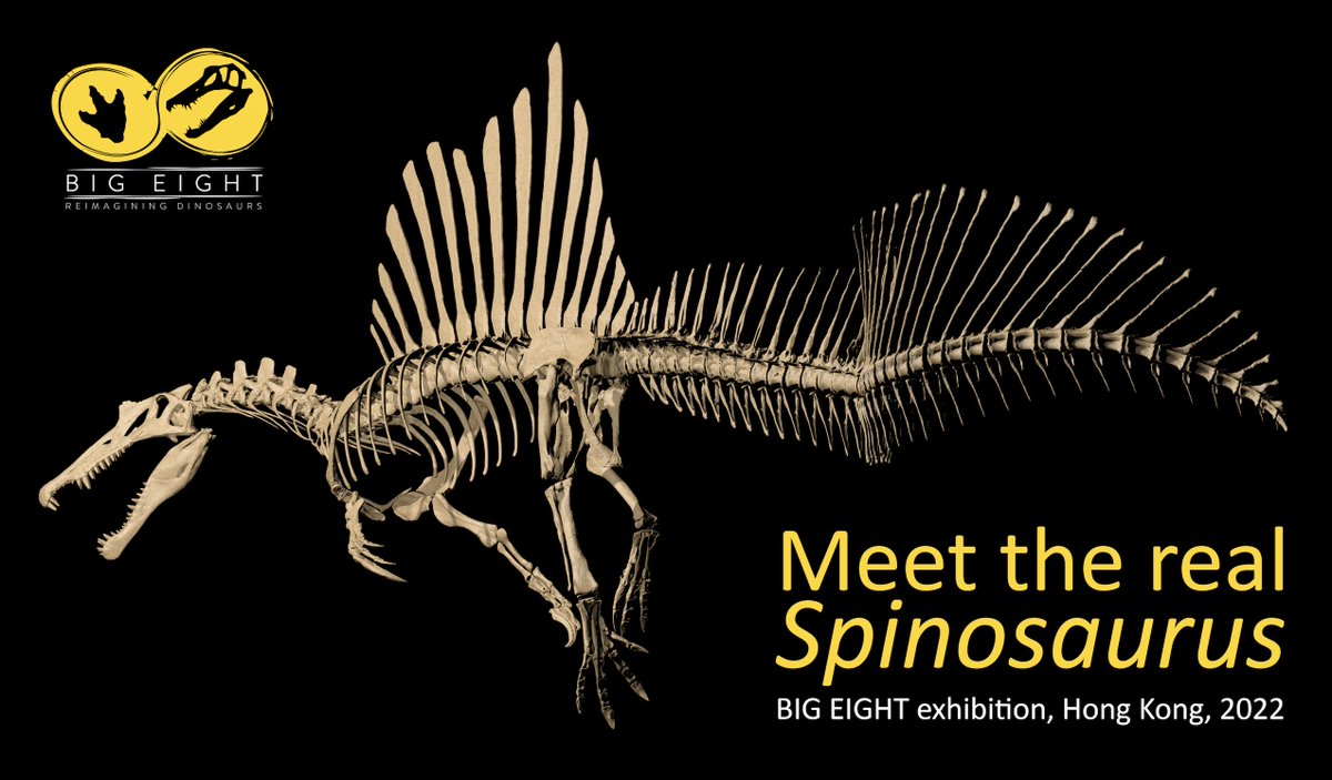 Spinosaurus Skeleton 2022
