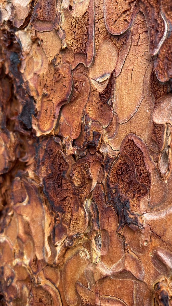 Ponderosa Pine Bark
