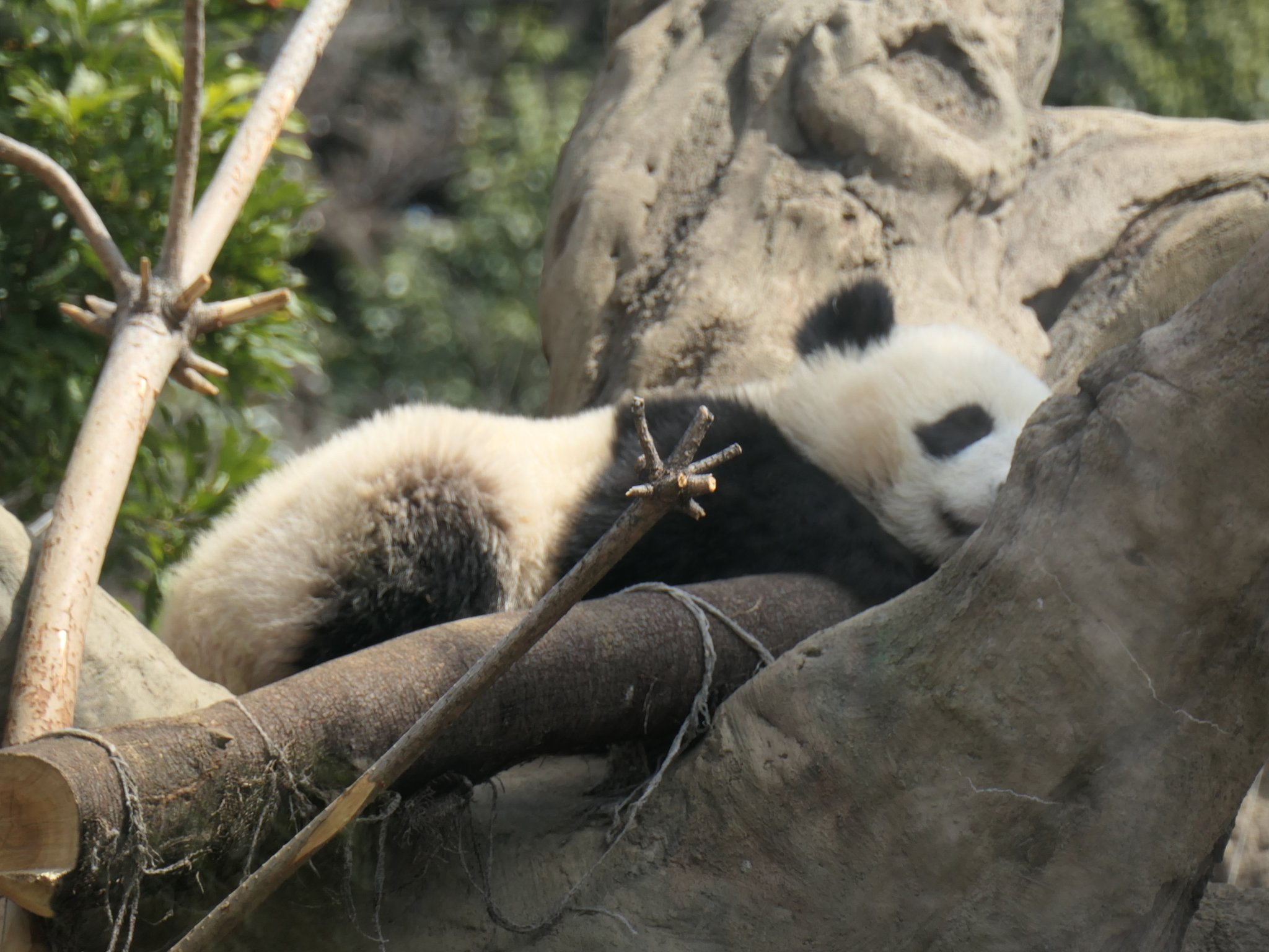 中川美帆 Miho Nakagawa (@nakagawamihoo) / Twitter