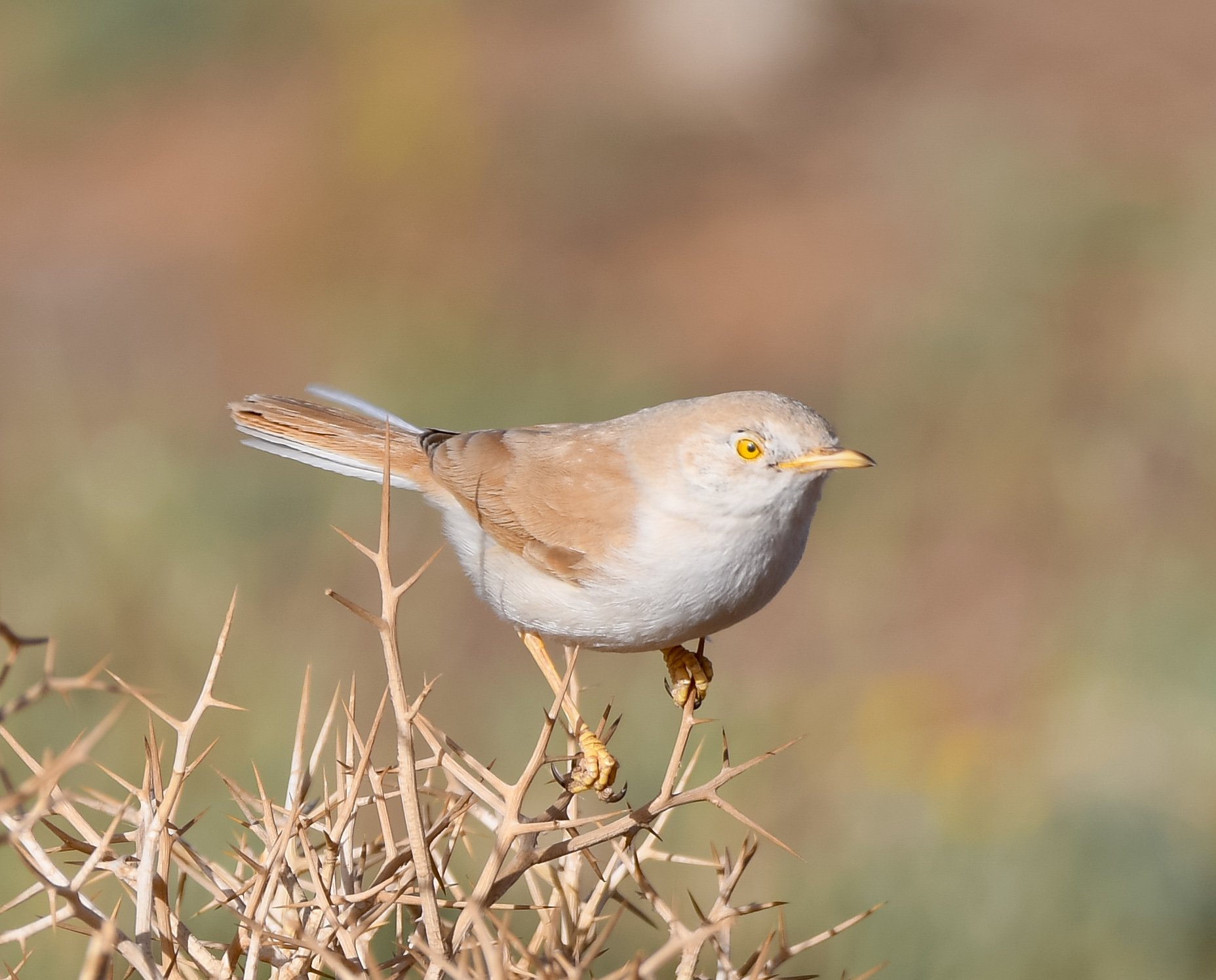 Sahara Desert Birds