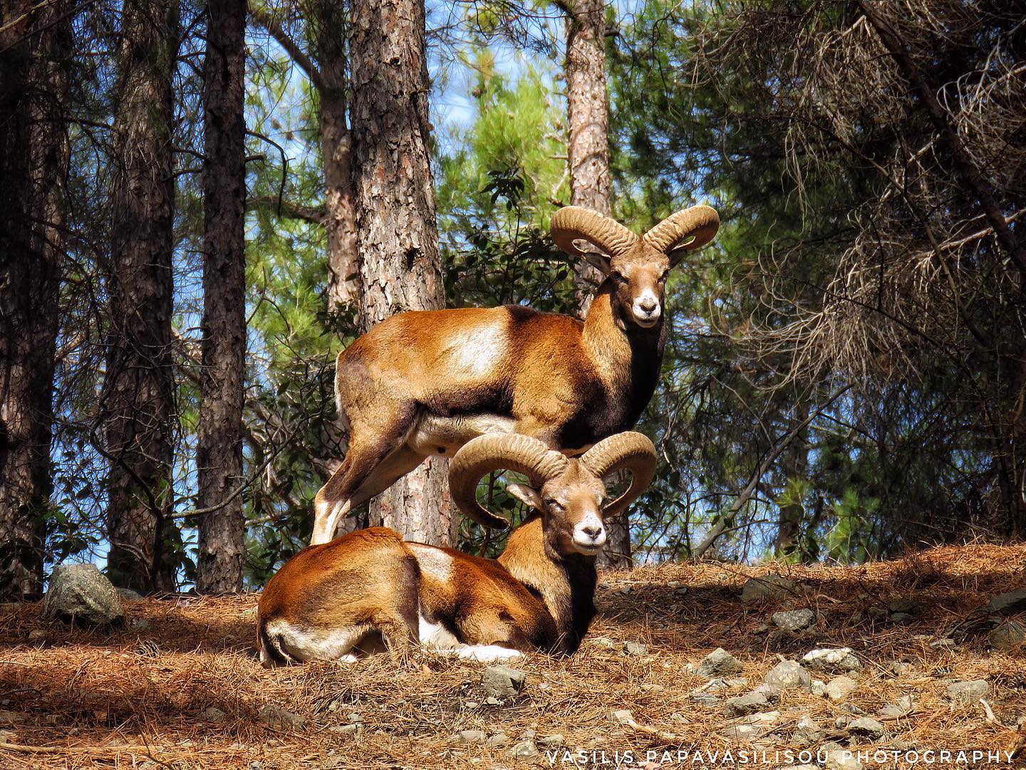 Agrino Cyprus Mouflon, Cyprus – Travel Blog | TravelGumbo