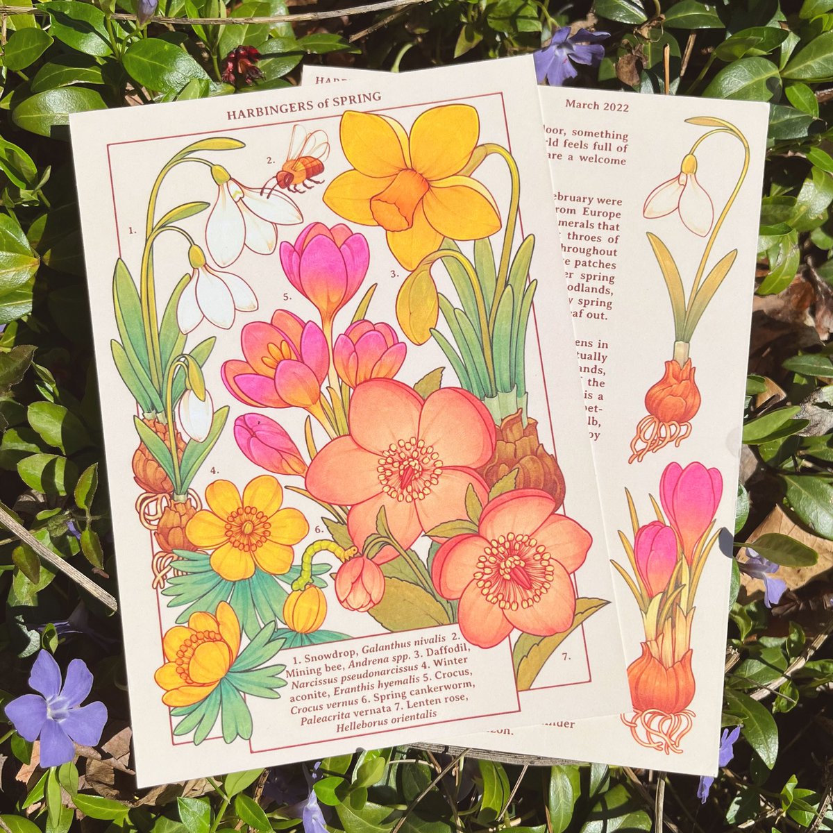 「very excited to share my first seasonal postcard celebrating」loon 🌱の漫画