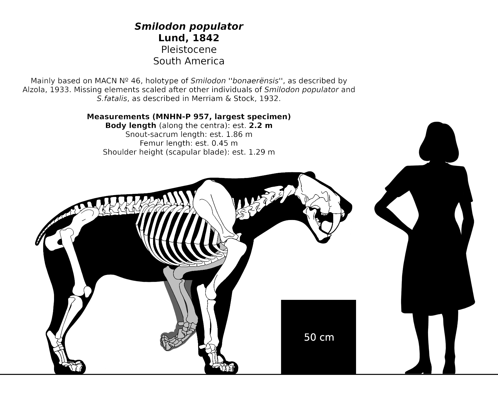 Smilodon Size Comparison