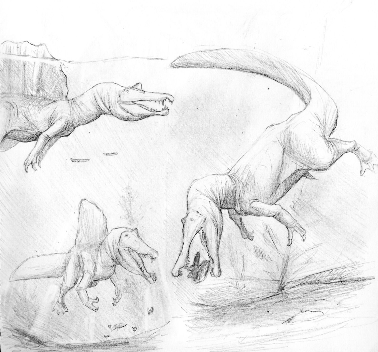 Suchomimus Vs Spinosaurus Drawing
