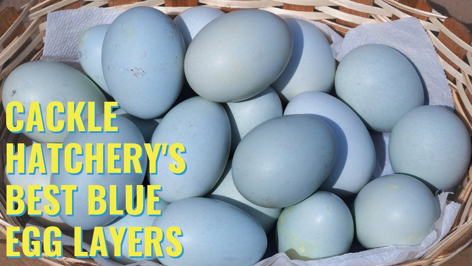 Easter Egger Bantam Eggs