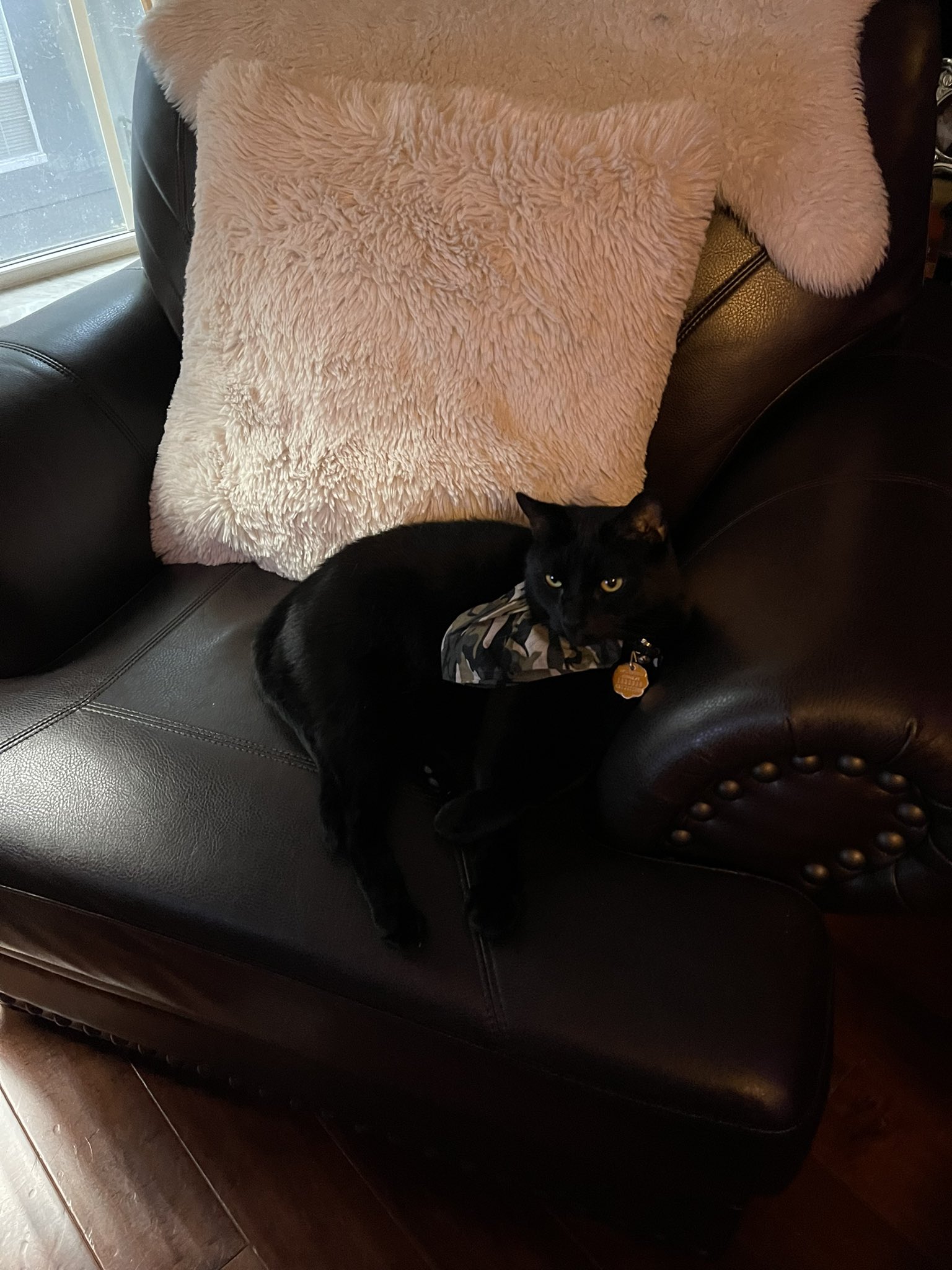 Dr. Patsy B. Evans Ph.D, L.M.H.C., A.P on Twitter: "#luna is spoiled #CatsOfTwitter https://t.co ...