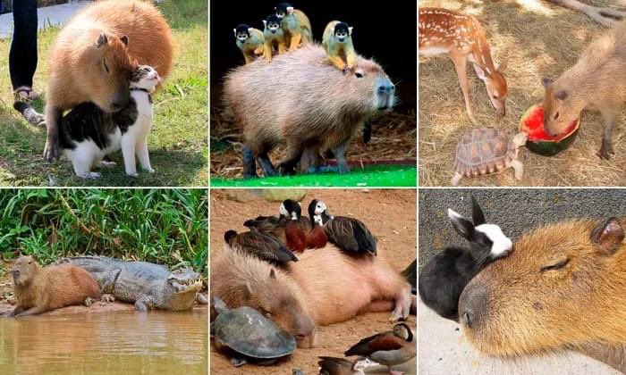 CAPYBARA MAN on Twitter: "capybaras are friends of all https://t.co/3ziu9loGrE" / Twitter