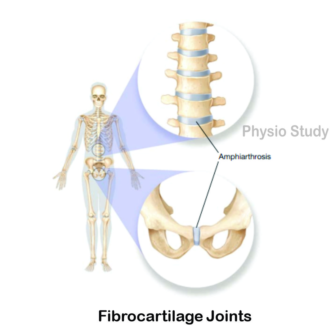 Amphiarthrosis Joint