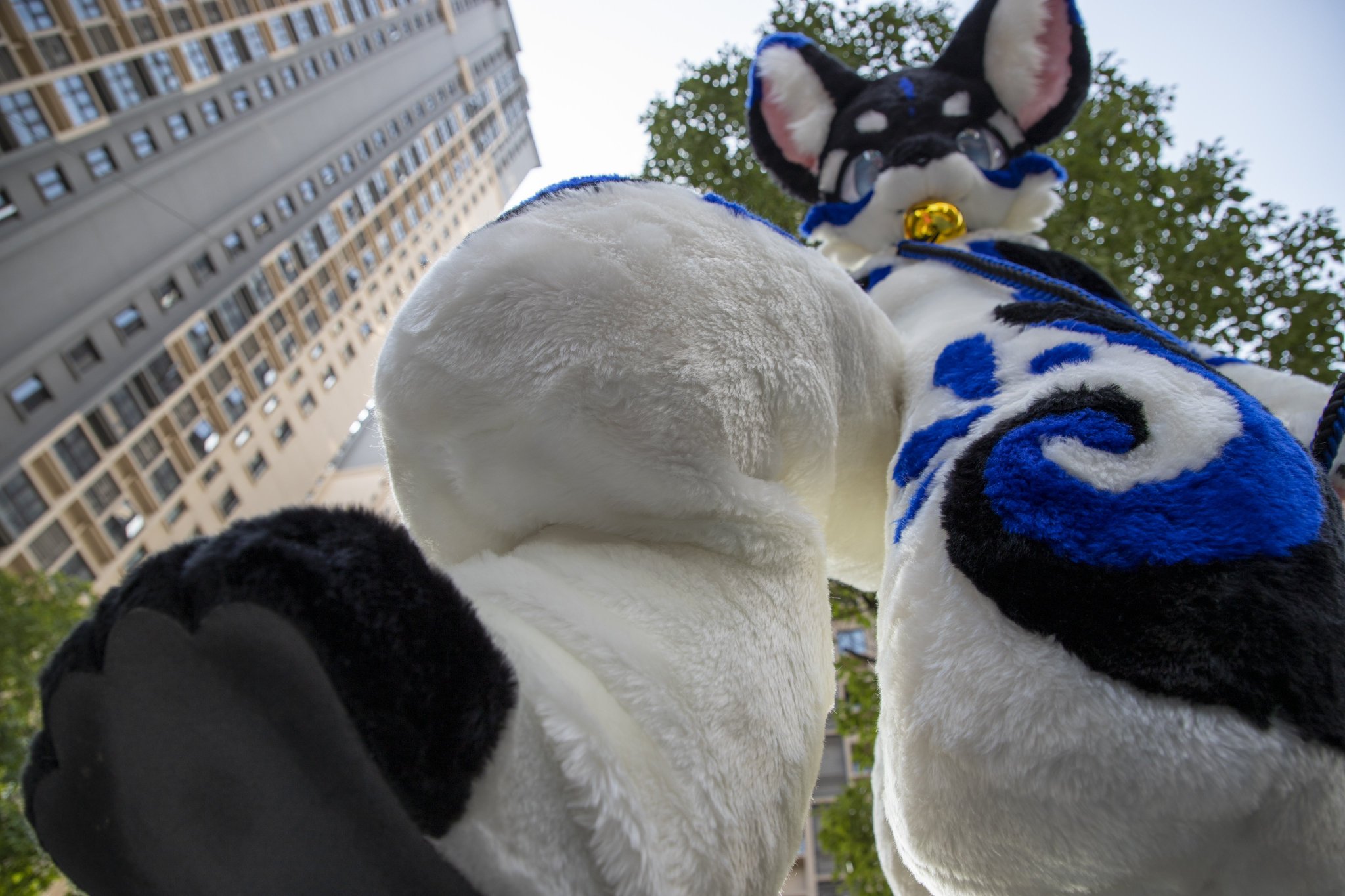 梓夏🐾Tsuha🐾ツハ on Twitter: "让我康康谁不乖 📷：@FurfurN7 #FursuitFriday （ #FursuitEveryday （⭕️ https://t.co ...