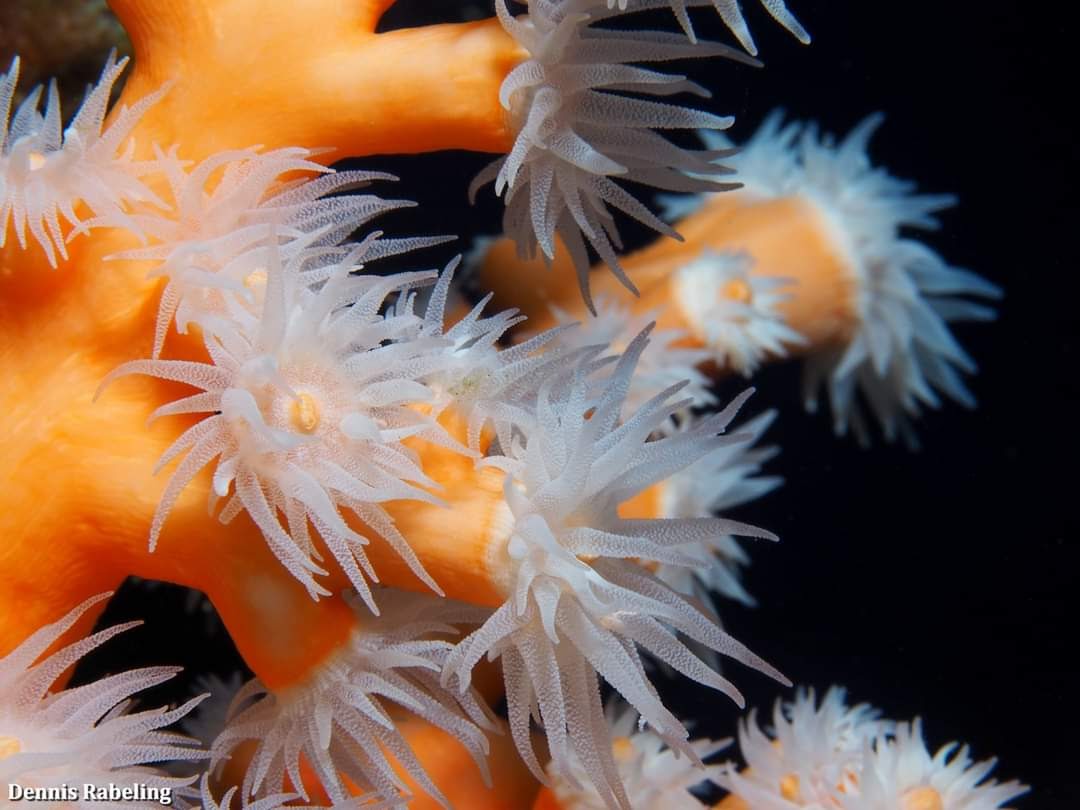 Coral Orange Tree