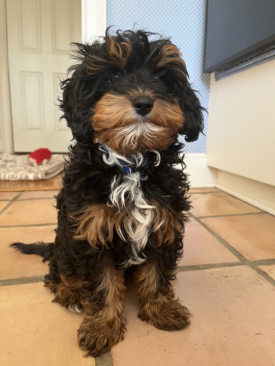 Black Cavapoo Full Grown