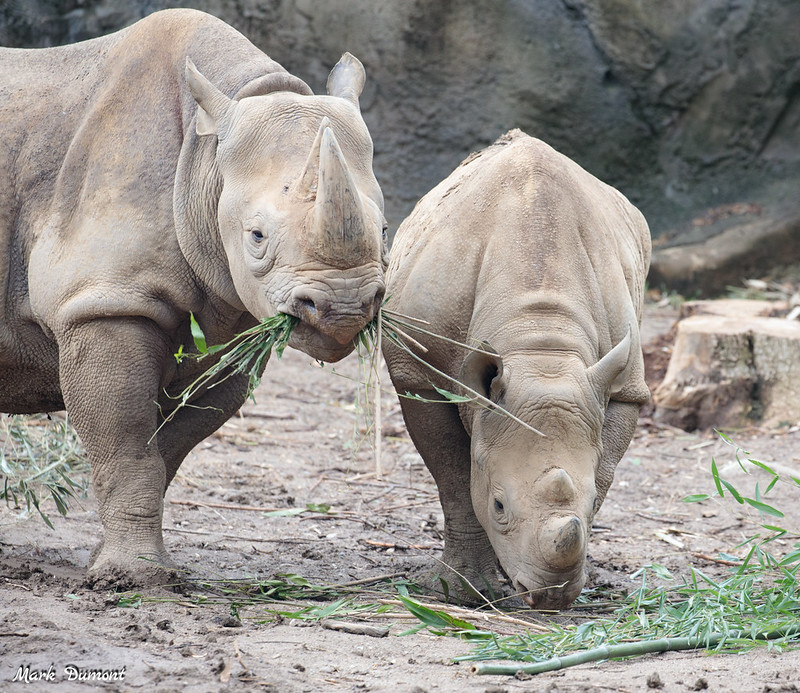 Cincinnati Zoo on Twitter: "Seyia and Ajani Joe! 😍 The black rhino has ...