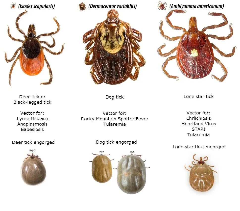 California Ticks