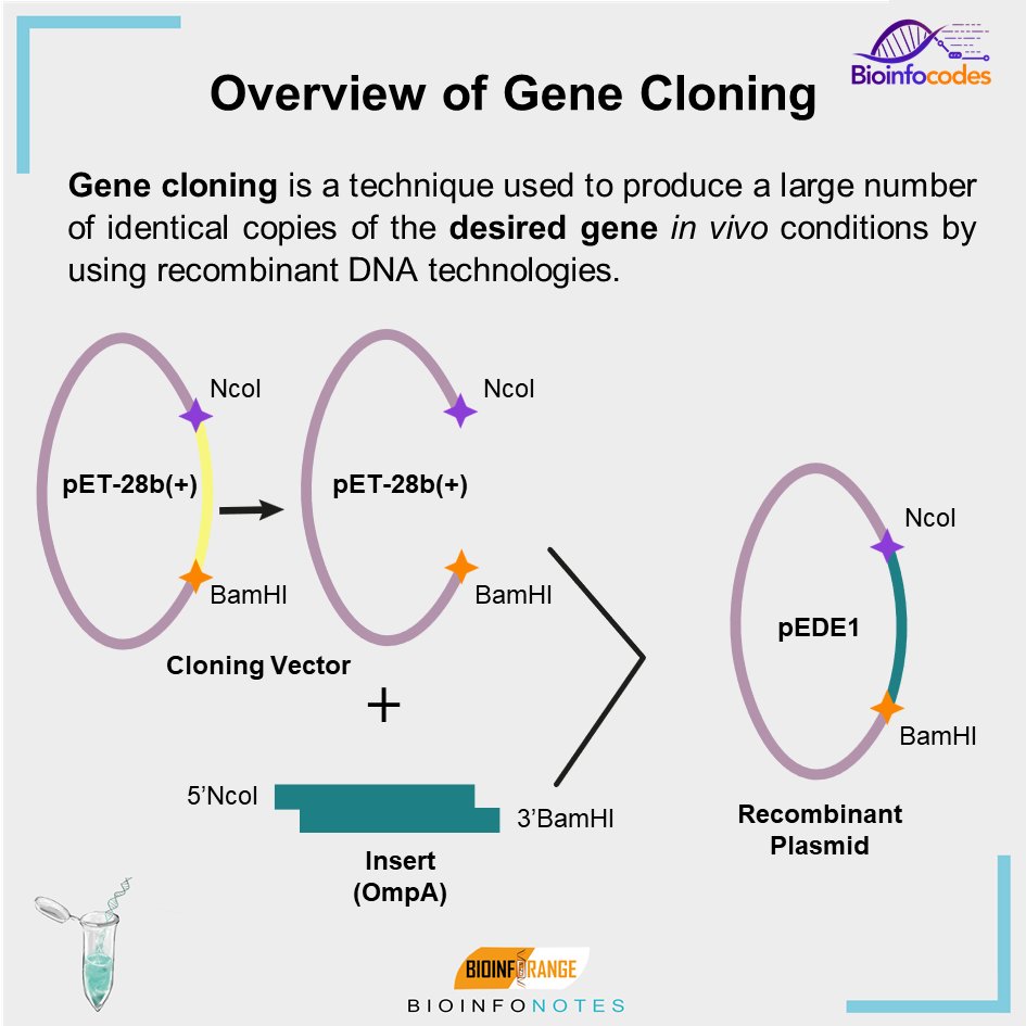 An Overview Of Gene Cloning