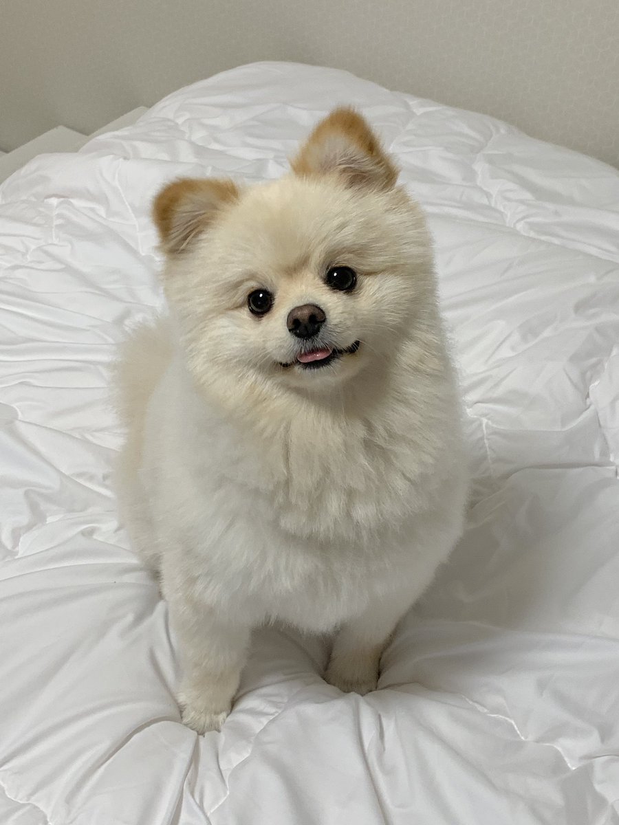 까까먹고싶흔강아지 두부 @cream_dub