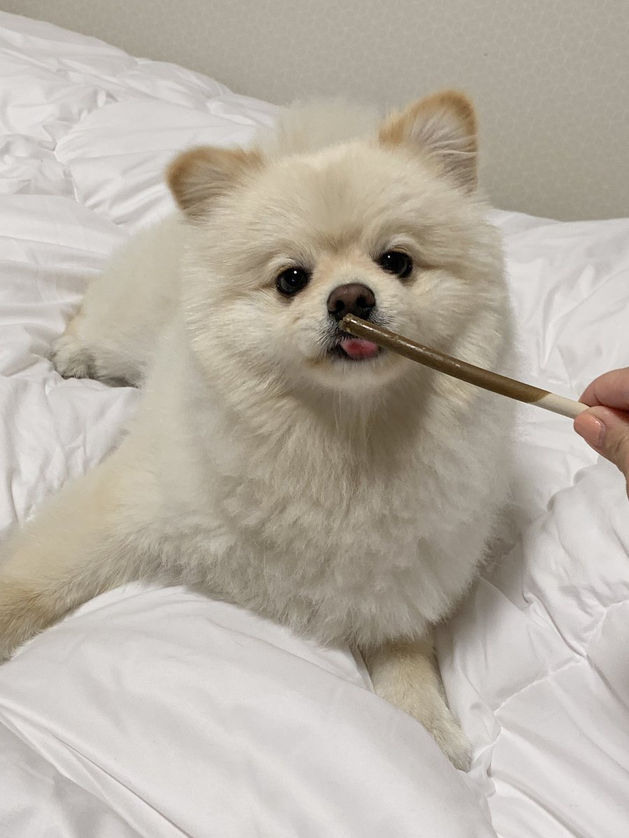 오늘의간식 멍빼로 두부 @cream_dub