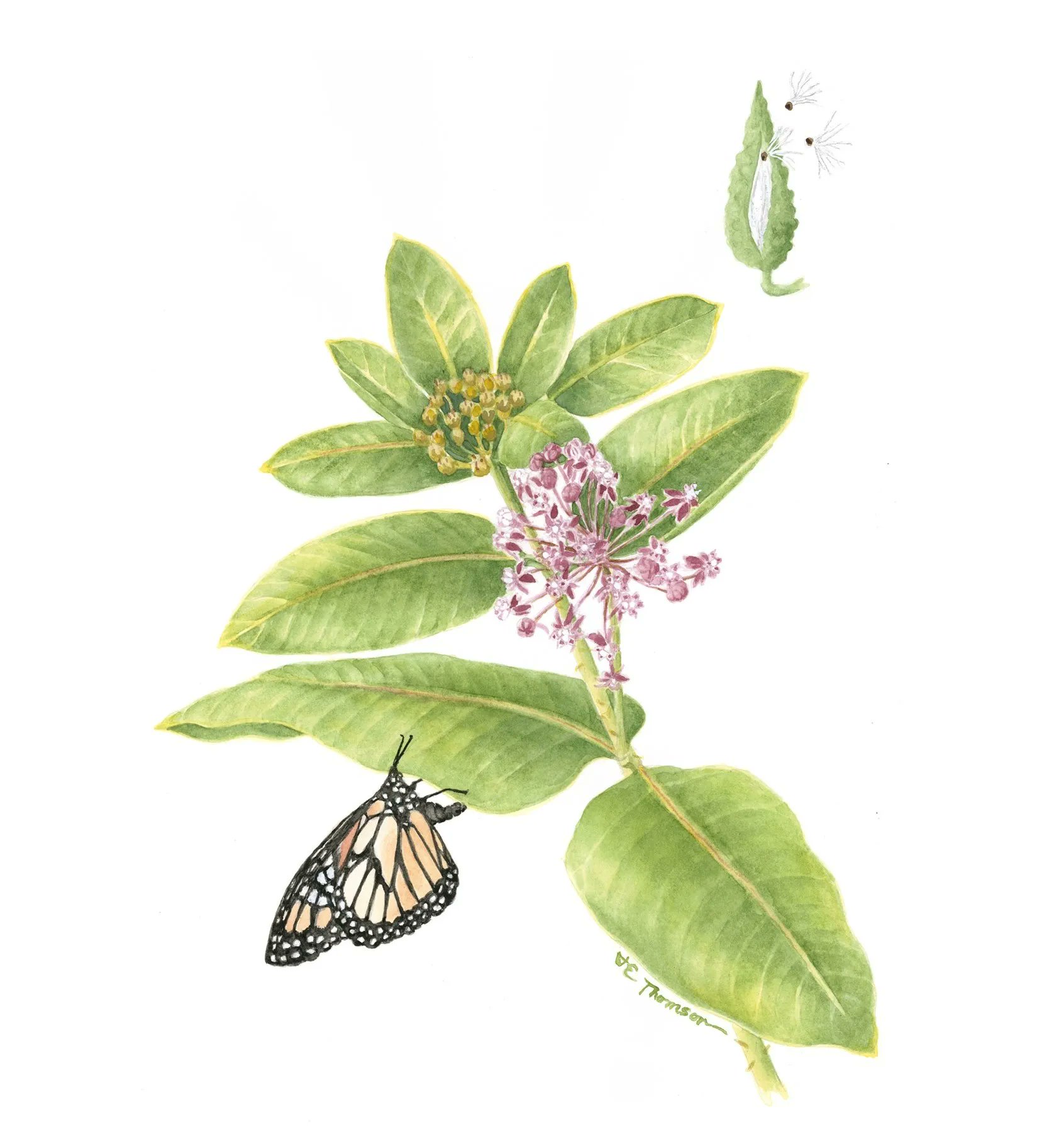Butterfly Milkweed Drawing