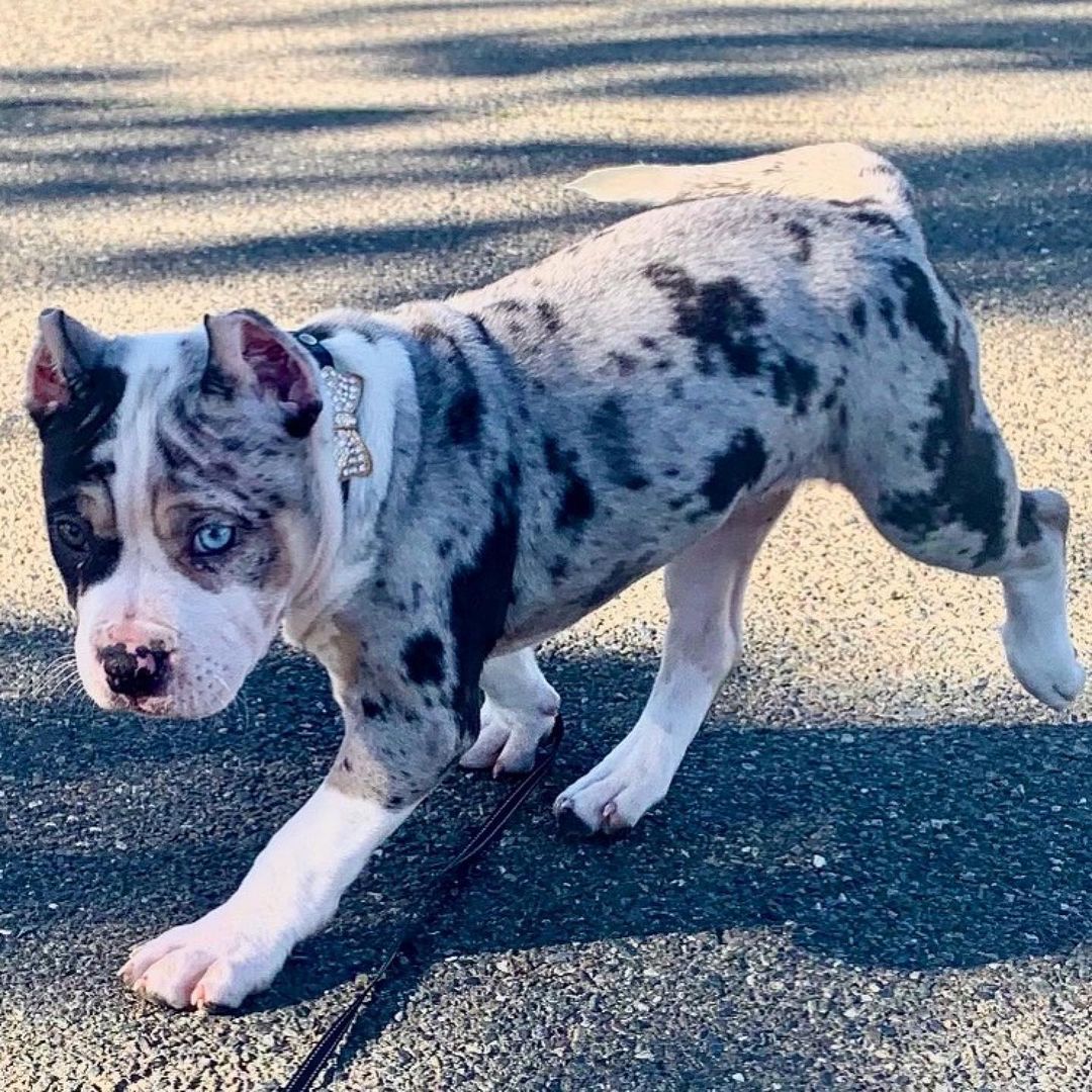 Blue Merle Pitbull