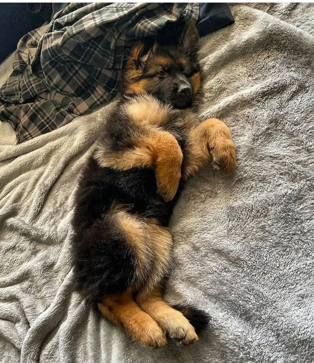 German Shepherd And Baby Sleeping