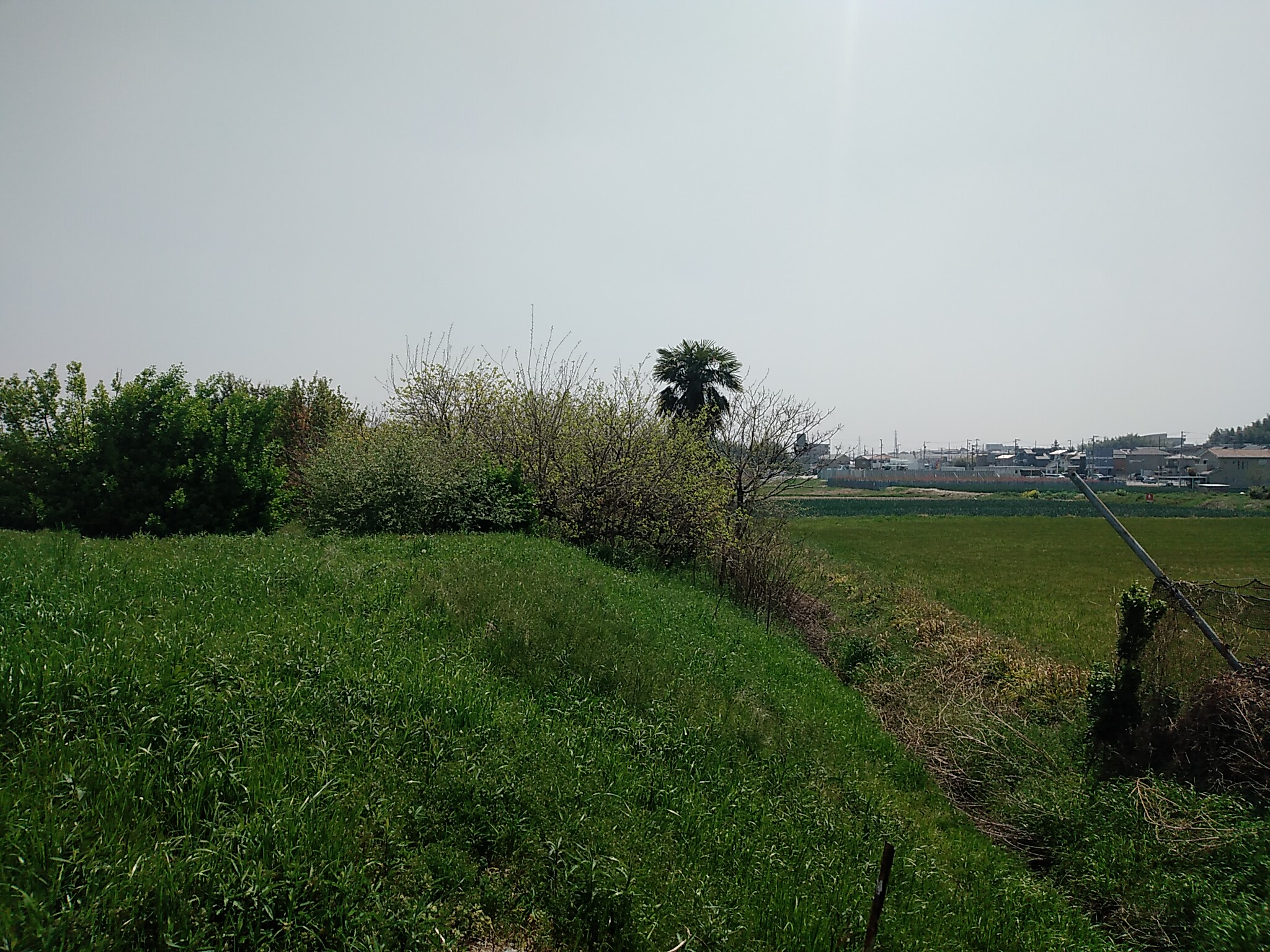 Ruby & Emmeline on Twitter: "キジはいたんだが逃げられた。暑いなあ。 https://t.co/vKK52RjtIB" / Twitter