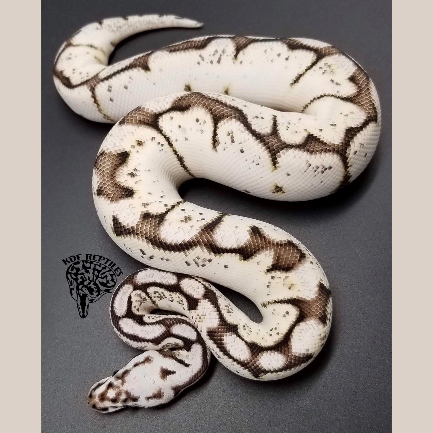 Fire Bee Ball Python