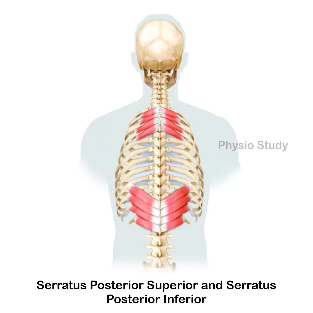Serratus Posterior