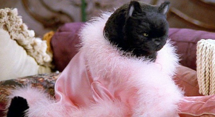 Sabrina The Teenage Witch Cat