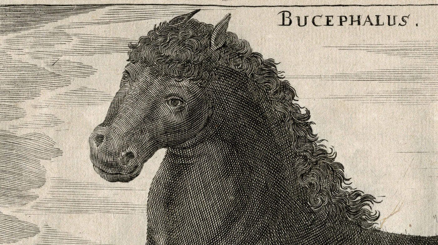 Bucephalus Horse