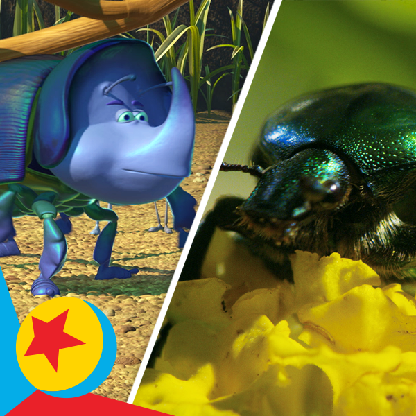 Pixar on Twitter: "The most courageous bugs you’ve ever seen! Meet the ...