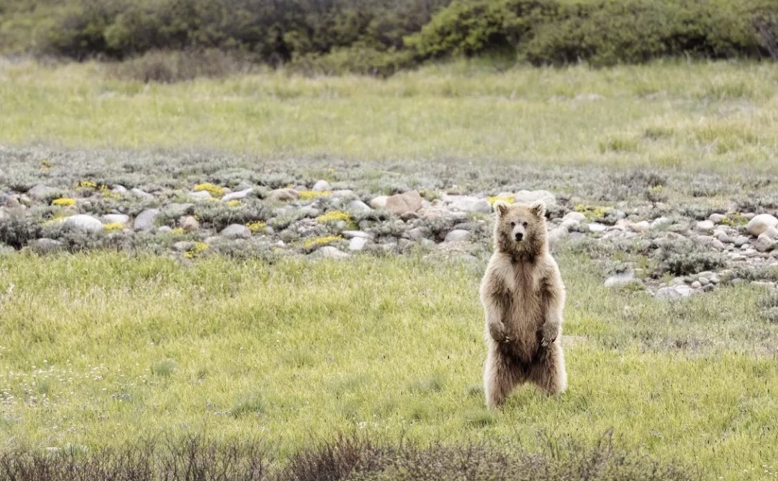 Himalayan Brown Bear Walking Upright