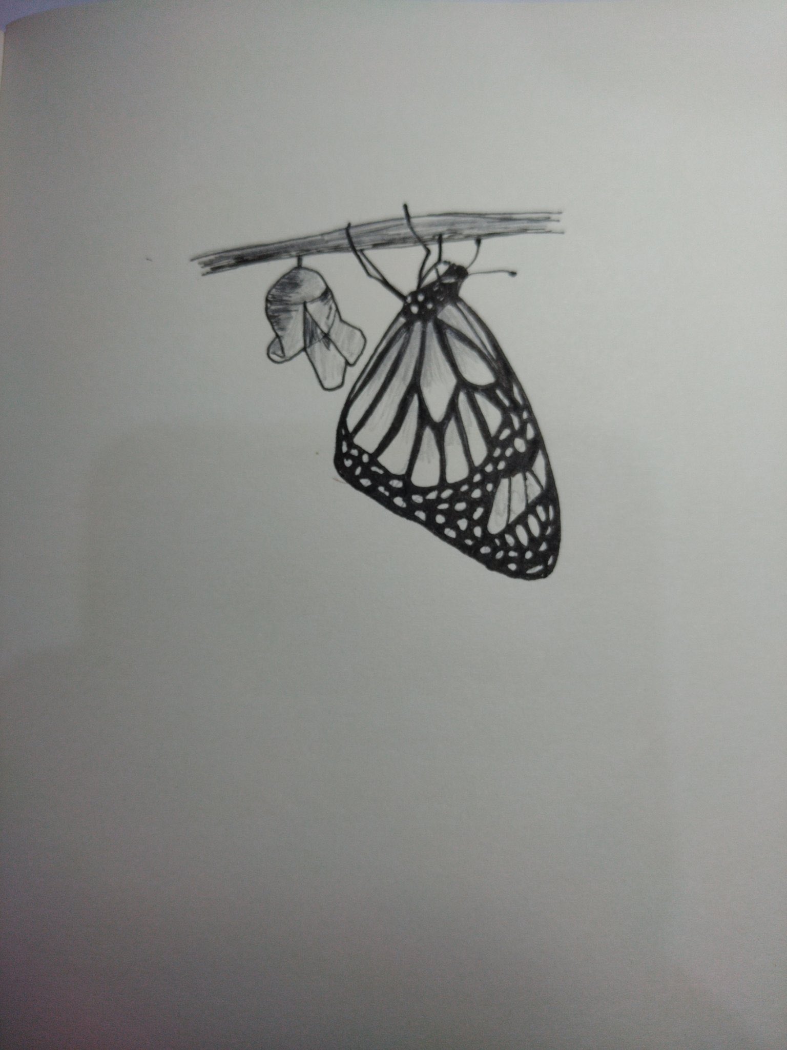 Butterfly Coming Out Of Cocoon Drawing