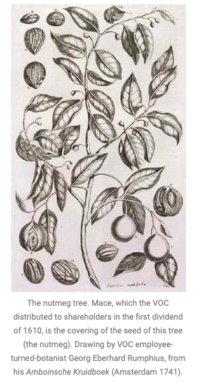 Nutmeg Plant Drawing