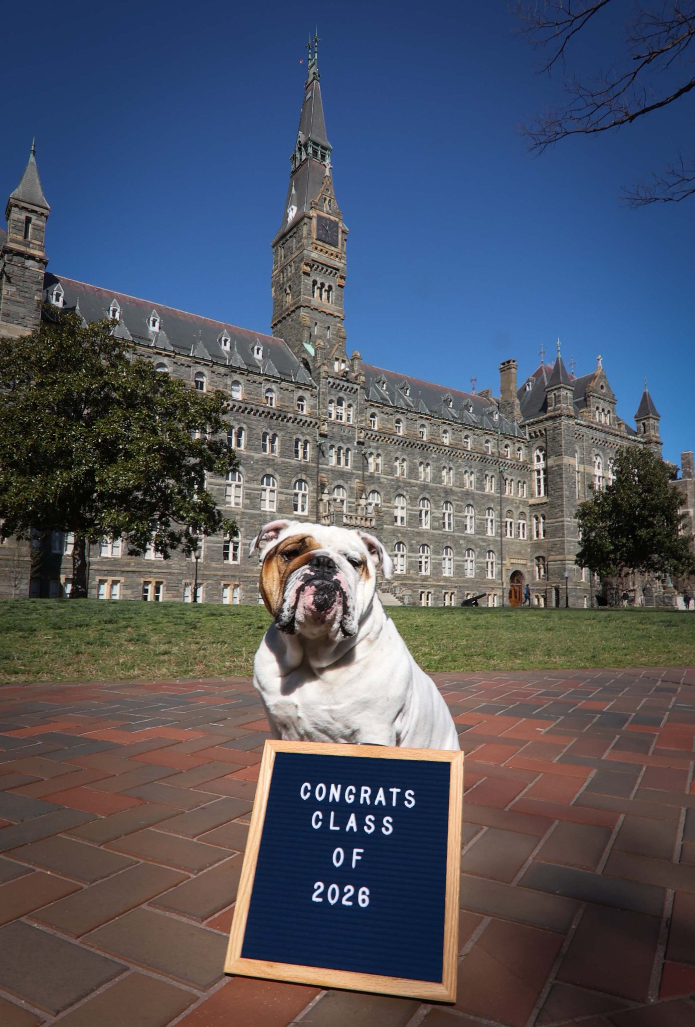 Georgetown Bulldog