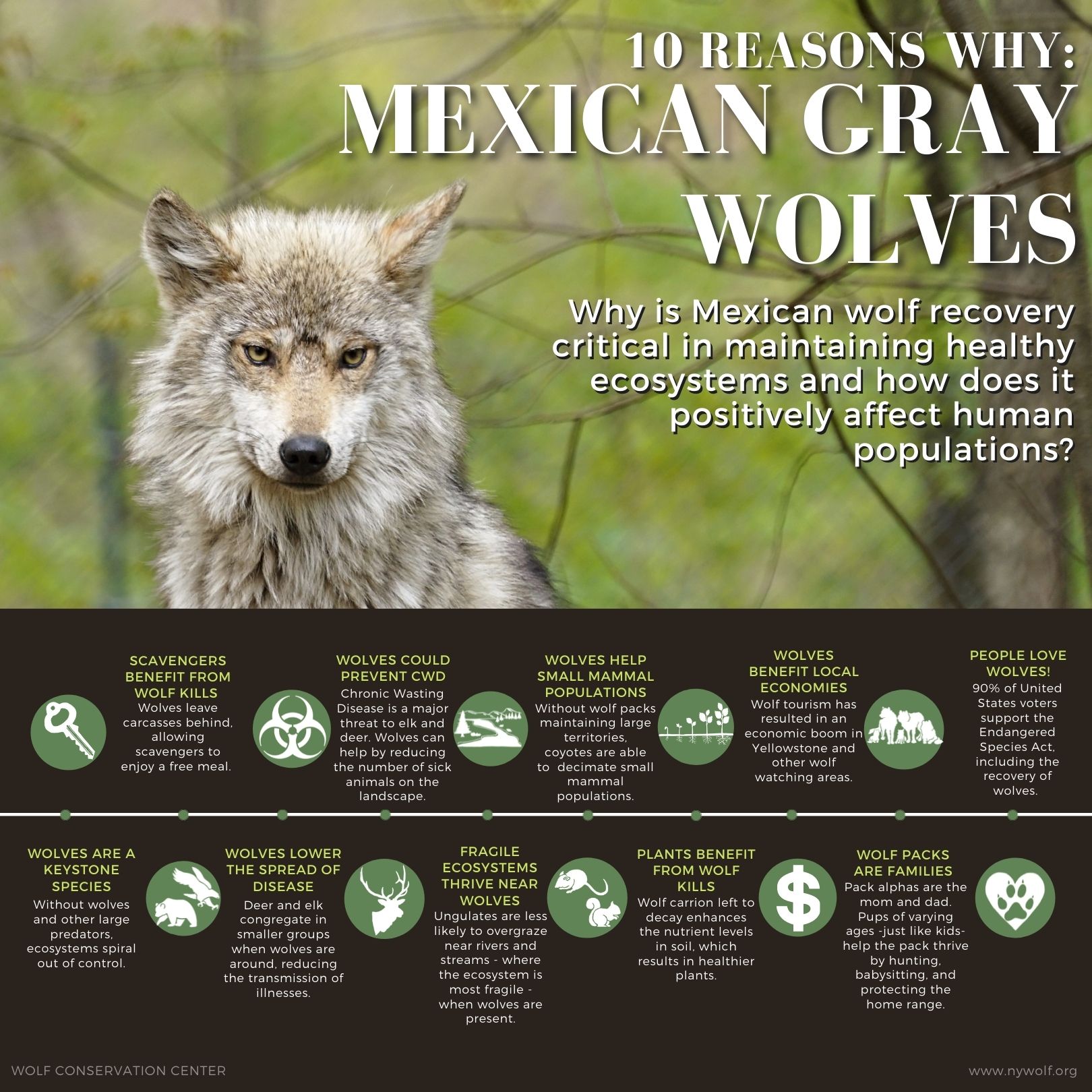 Mexican Grey Wolf Pack