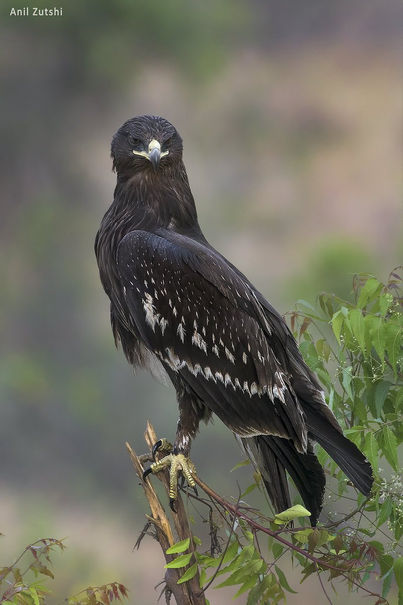 Melanistic Eagle